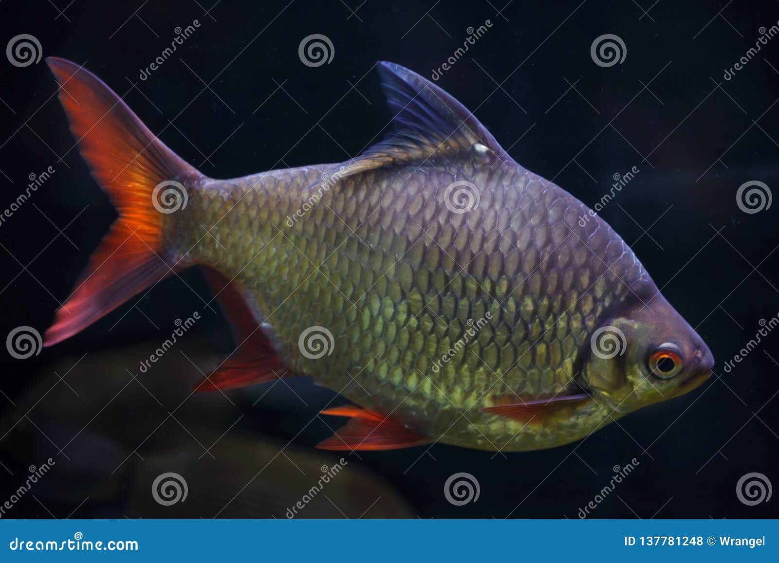 Tinfoil Barb (Barbonymus Schwanenfeldii). Stock Photo | CartoonDealer ... Tinfoil Barb (Barbonymus Schwanenfeldii). Stock Photo | CartoonDealer ...