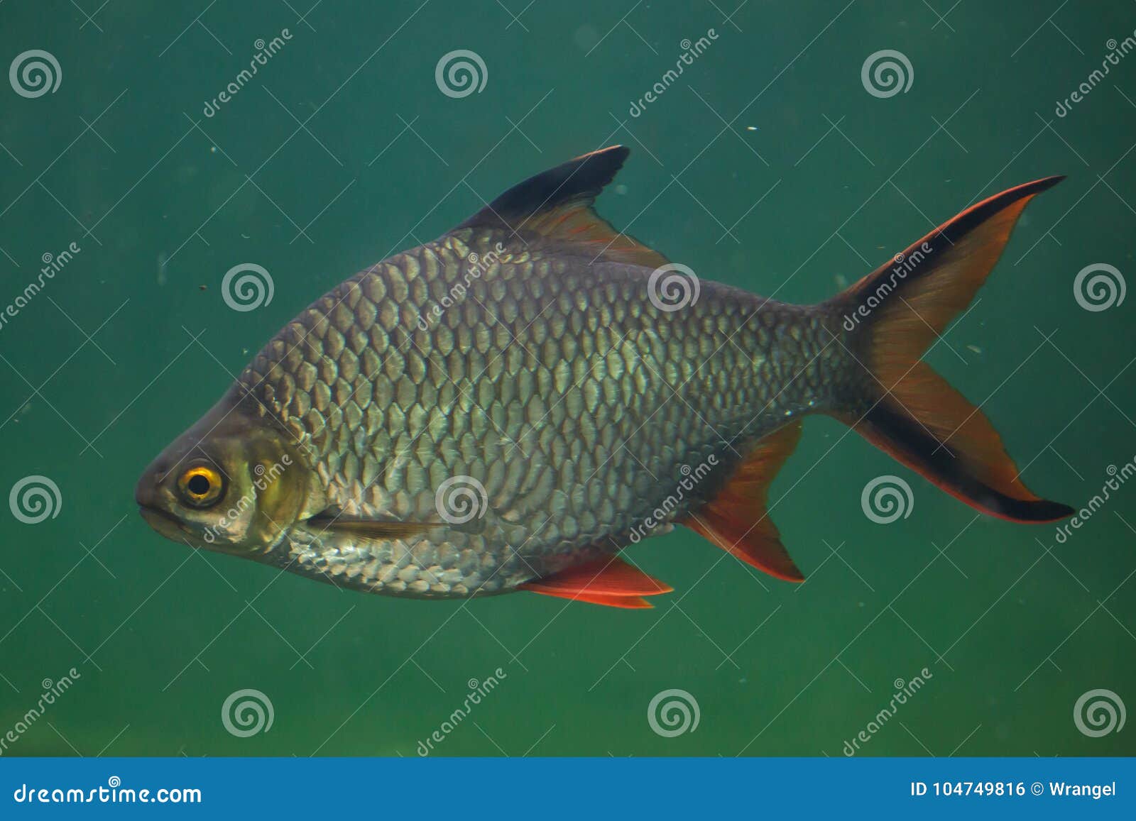Tinfoil Barb (Barbonymus Schwanenfeldii). Stock Photo | CartoonDealer ...
