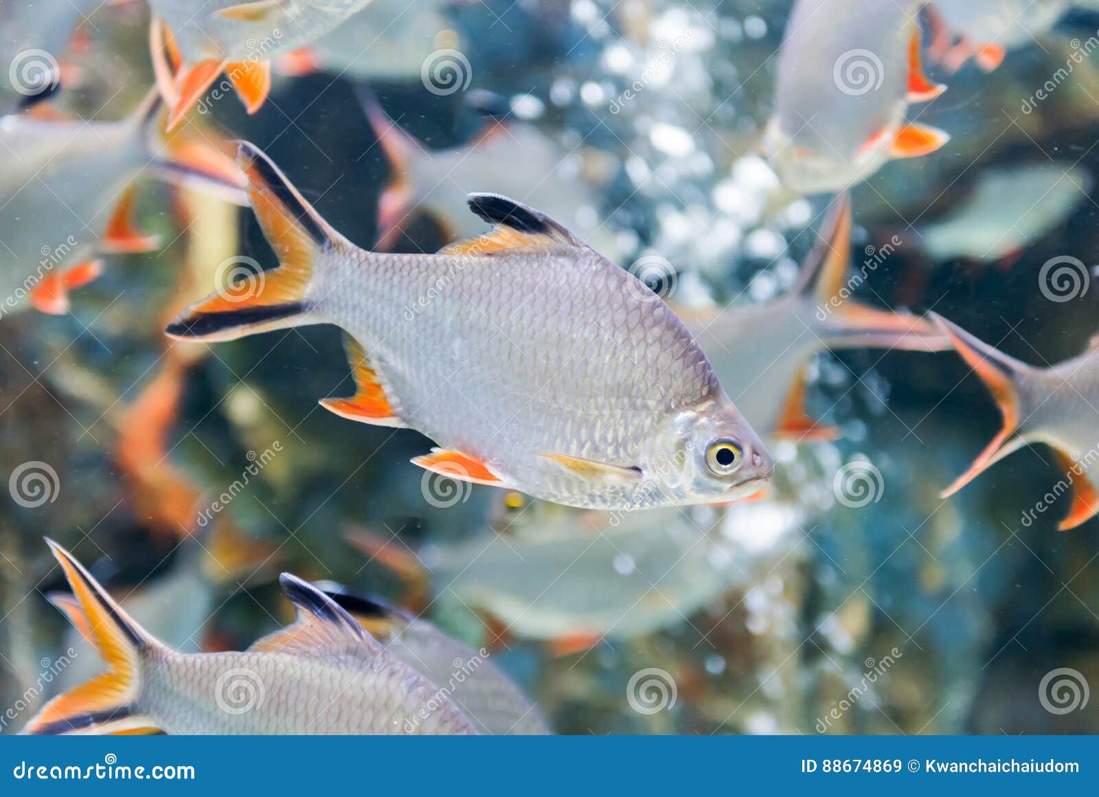 Tinfoil Barb (Barbonymus Schwanenfeldii). Stock Photo | CartoonDealer ... Tinfoil Barb (Barbonymus Schwanenfeldii). Stock Photo | CartoonDealer ...
