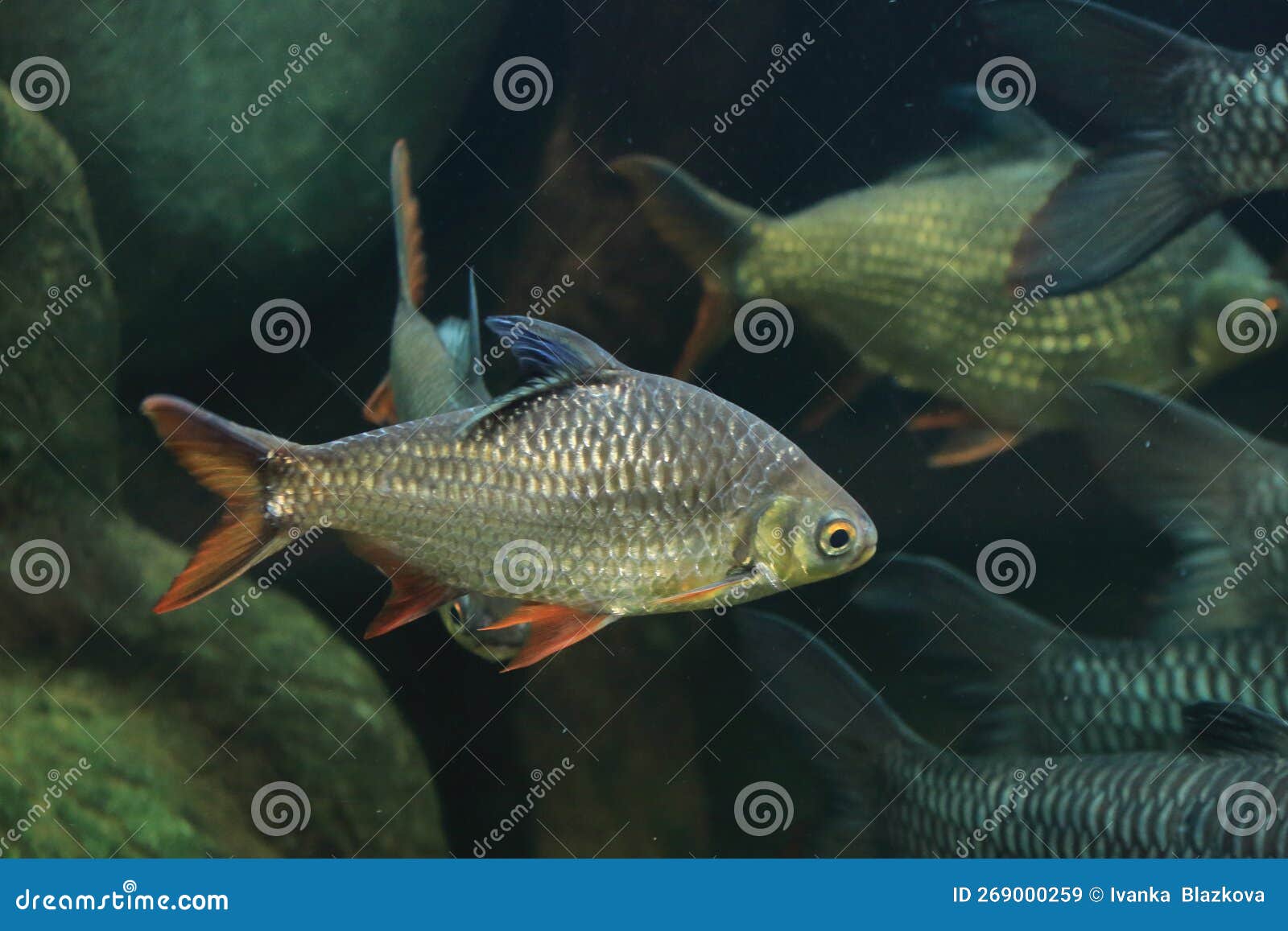 Tinfoil Barb (Barbonymus Schwanenfeldii). Stock Photo | CartoonDealer ... Tinfoil Barb (Barbonymus Schwanenfeldii). Stock Photo | CartoonDealer ...
