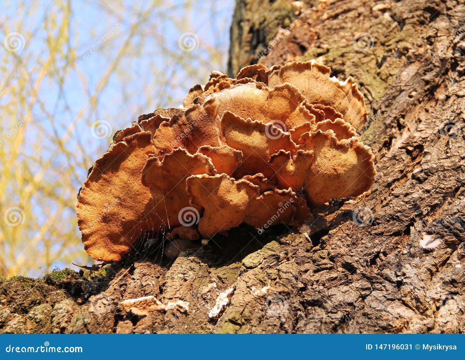 Polypore stock image. Image of fungi, conk, parasitic - 147196031