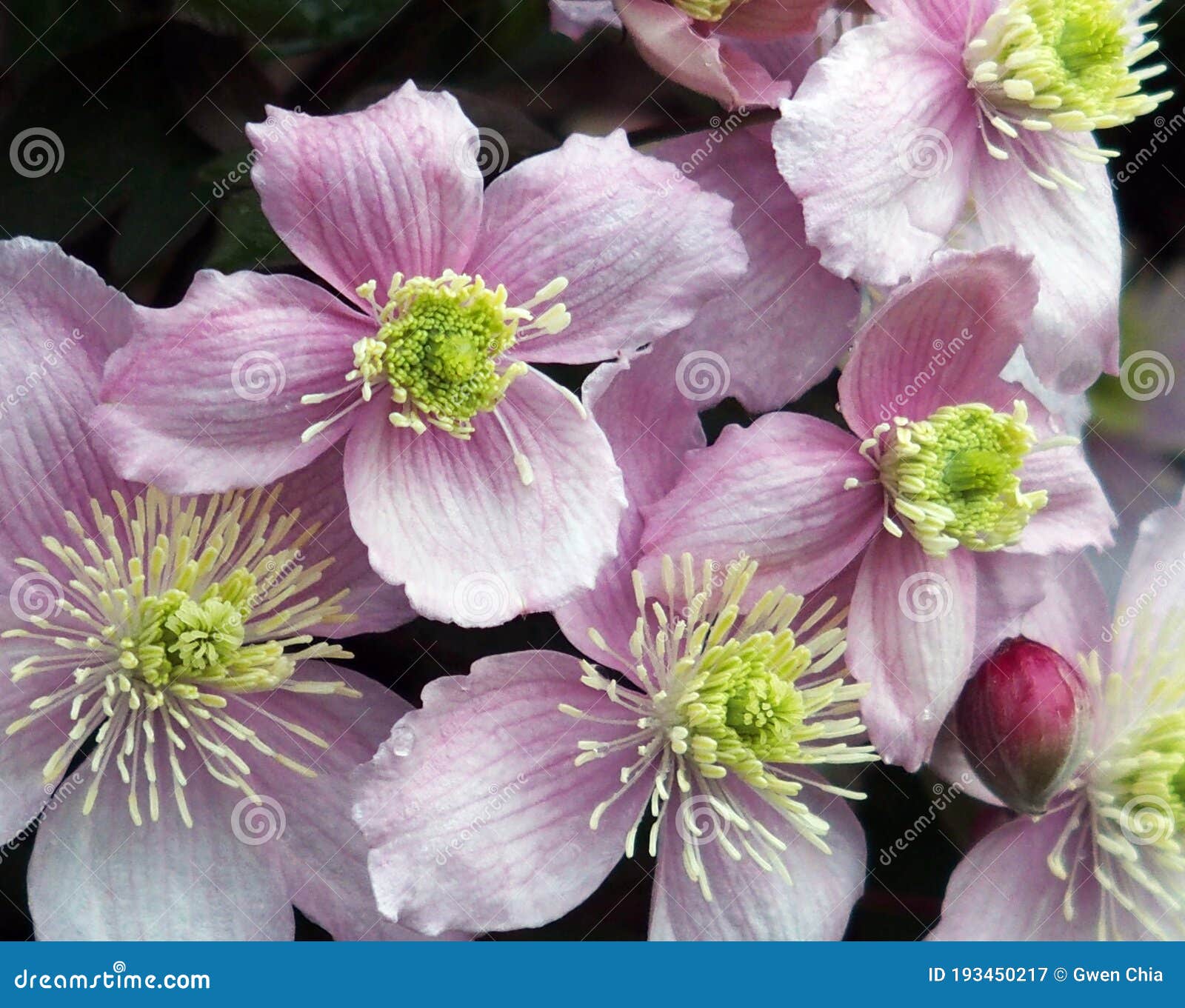 Tinge of pink stock image. Image of garden, outdoor - 193450217
