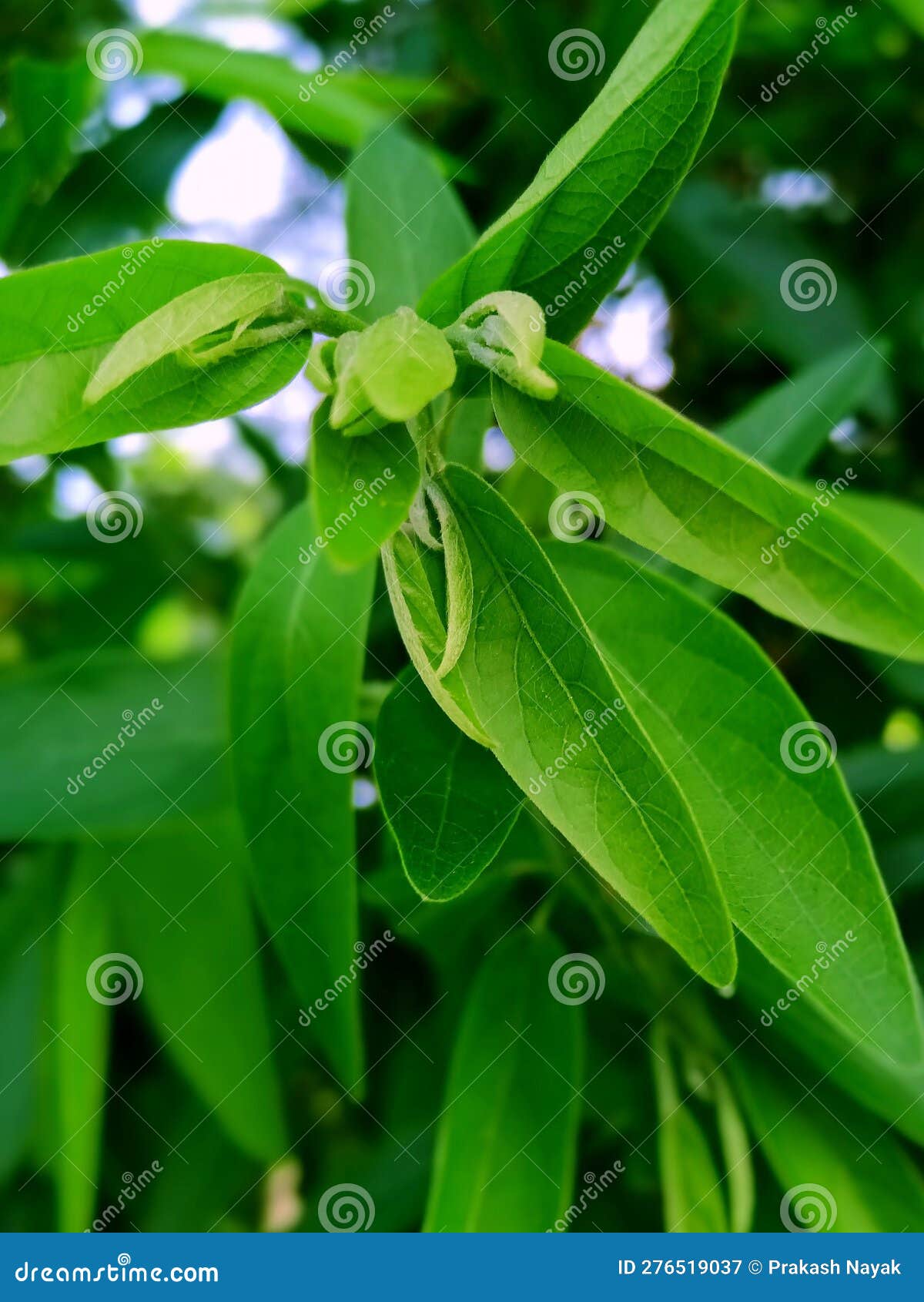 Tinia Tree Stock Photos - Free & Royalty-Free Stock Photos from Dreamstime