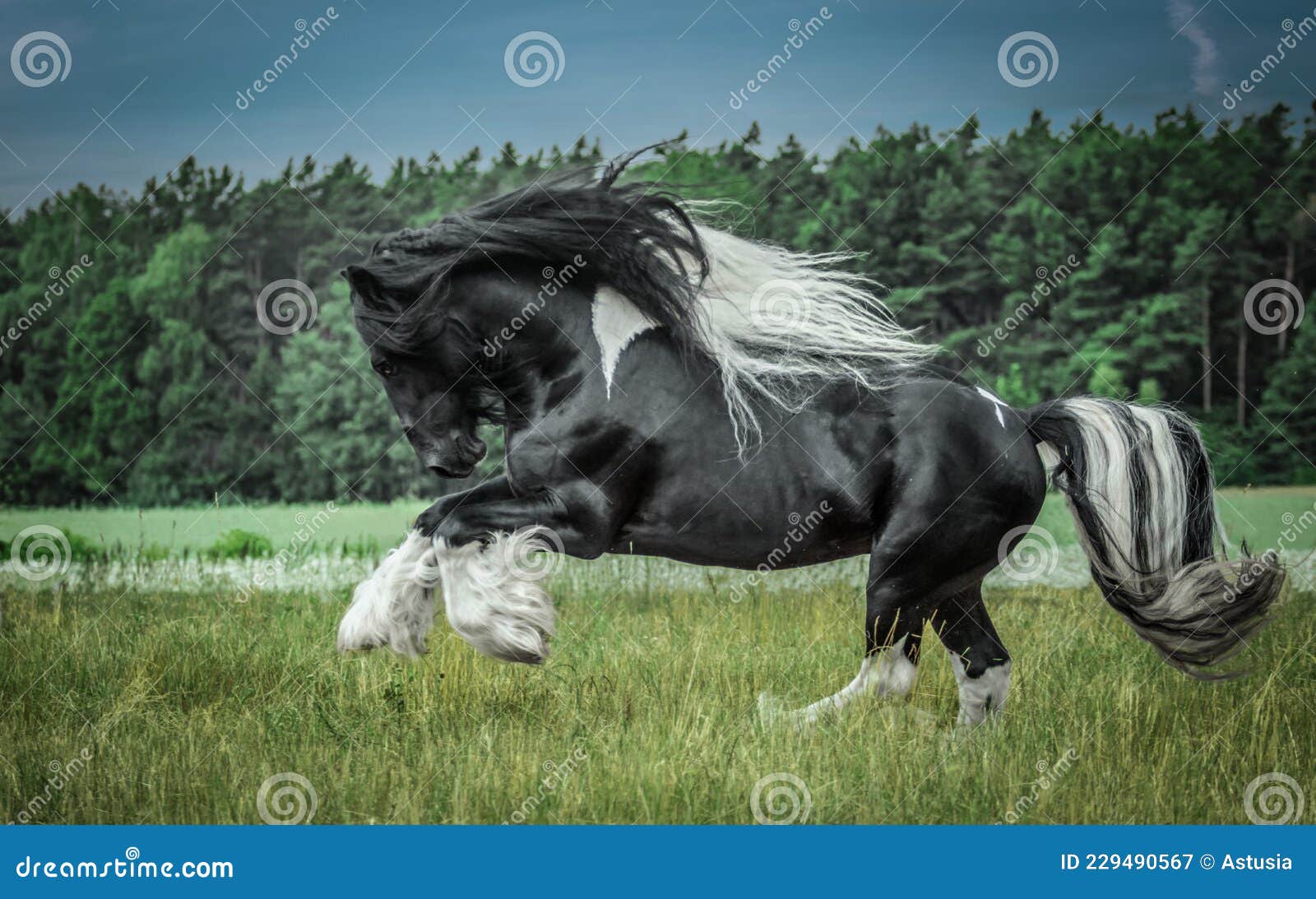 Beautiful Tinker Stallion , Gypsy Cob, Stock Image - Image of gallop ...