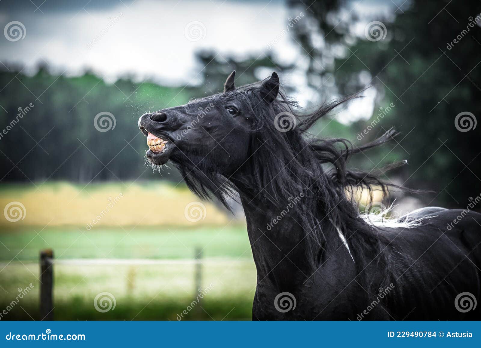 Beautiful Tinker Stallion , Gypsy Cob, Stock Photo - Image of meadow ...