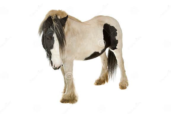 Tinker horse stock photo. Image of tobiano, details, stands - 12079666
