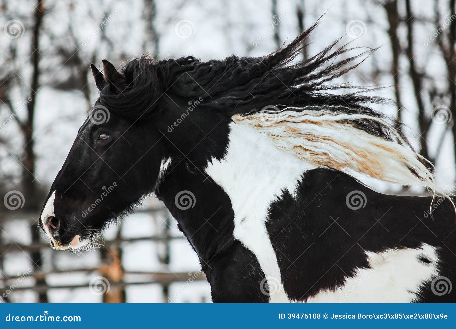 Tinker horse stock photo. Image of tinker, canter, winter - 39476108