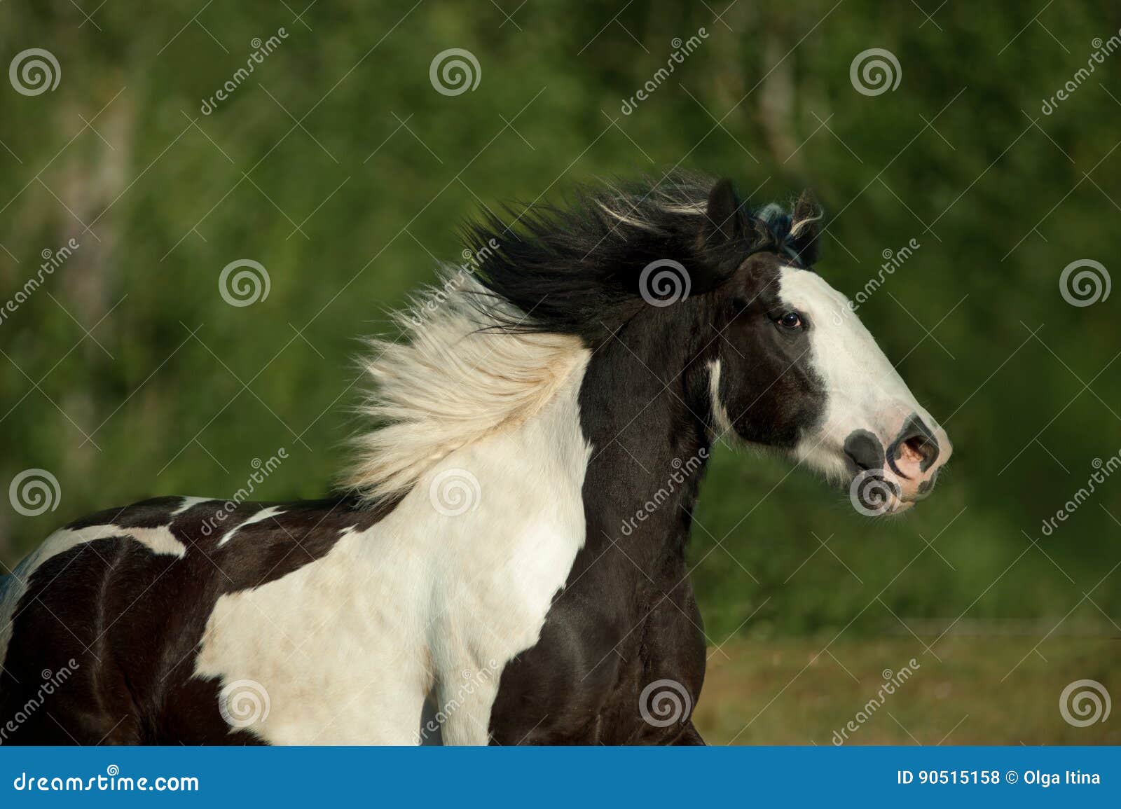 Tinker Horse Portrait Running Free in Summer Stock Photo - Image of ...