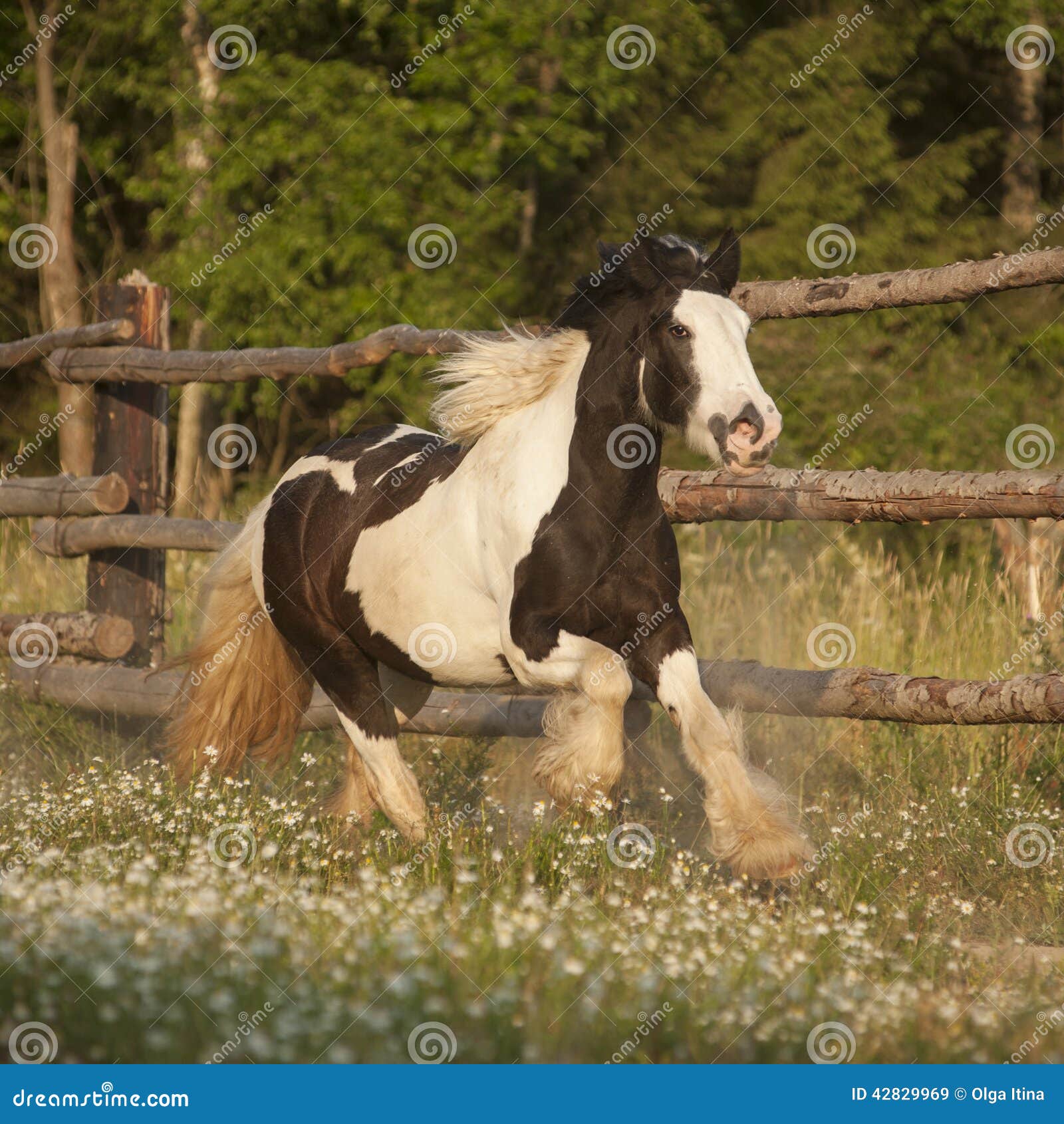 Tinker horse running stock image. Image of outside, pasture - 42829969