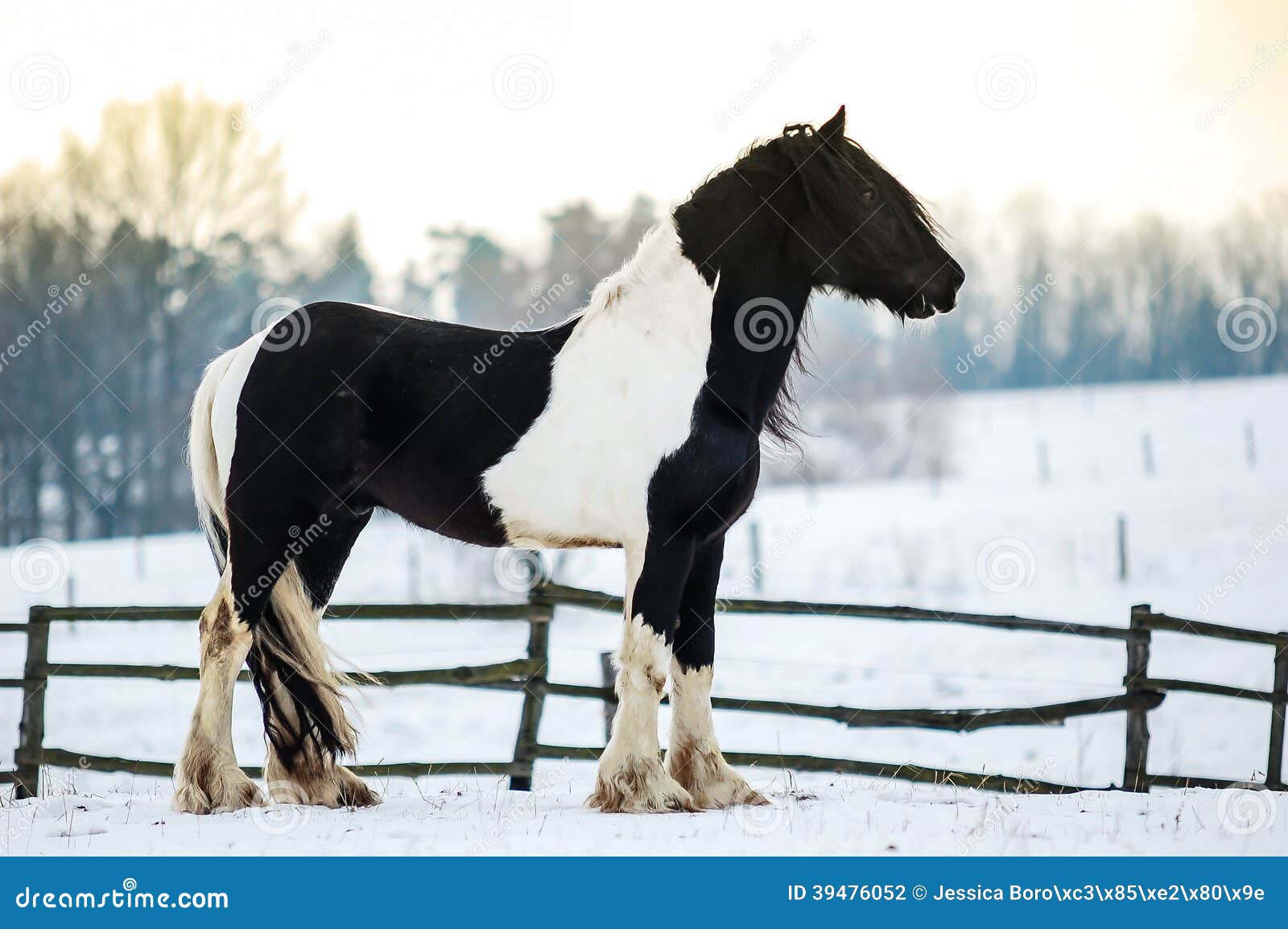 Tinker horse stock photo. Image of paddock, long, horses - 39476052
