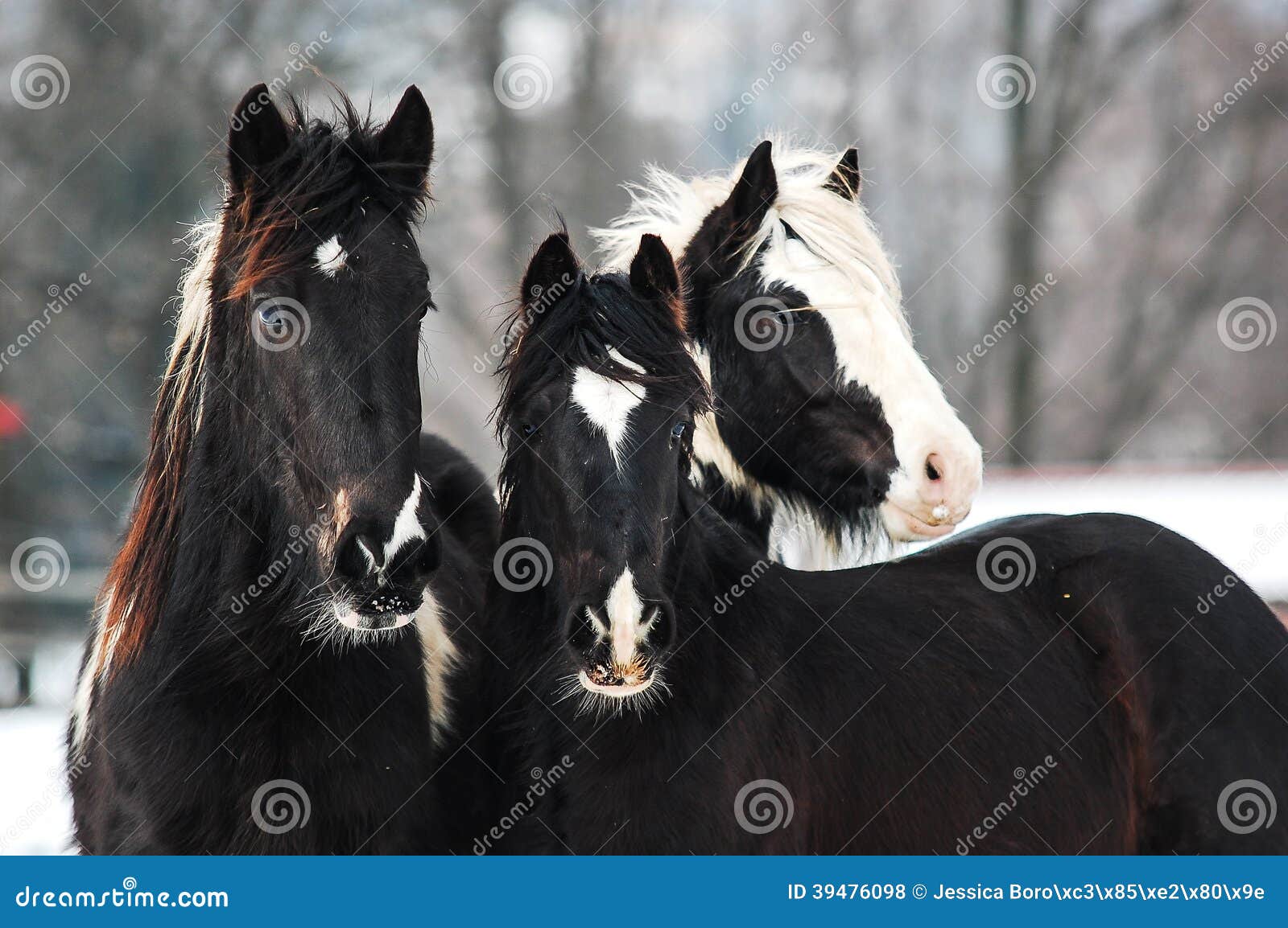 Tinker horses stock photo. Image of strong, equestrian - 39476098