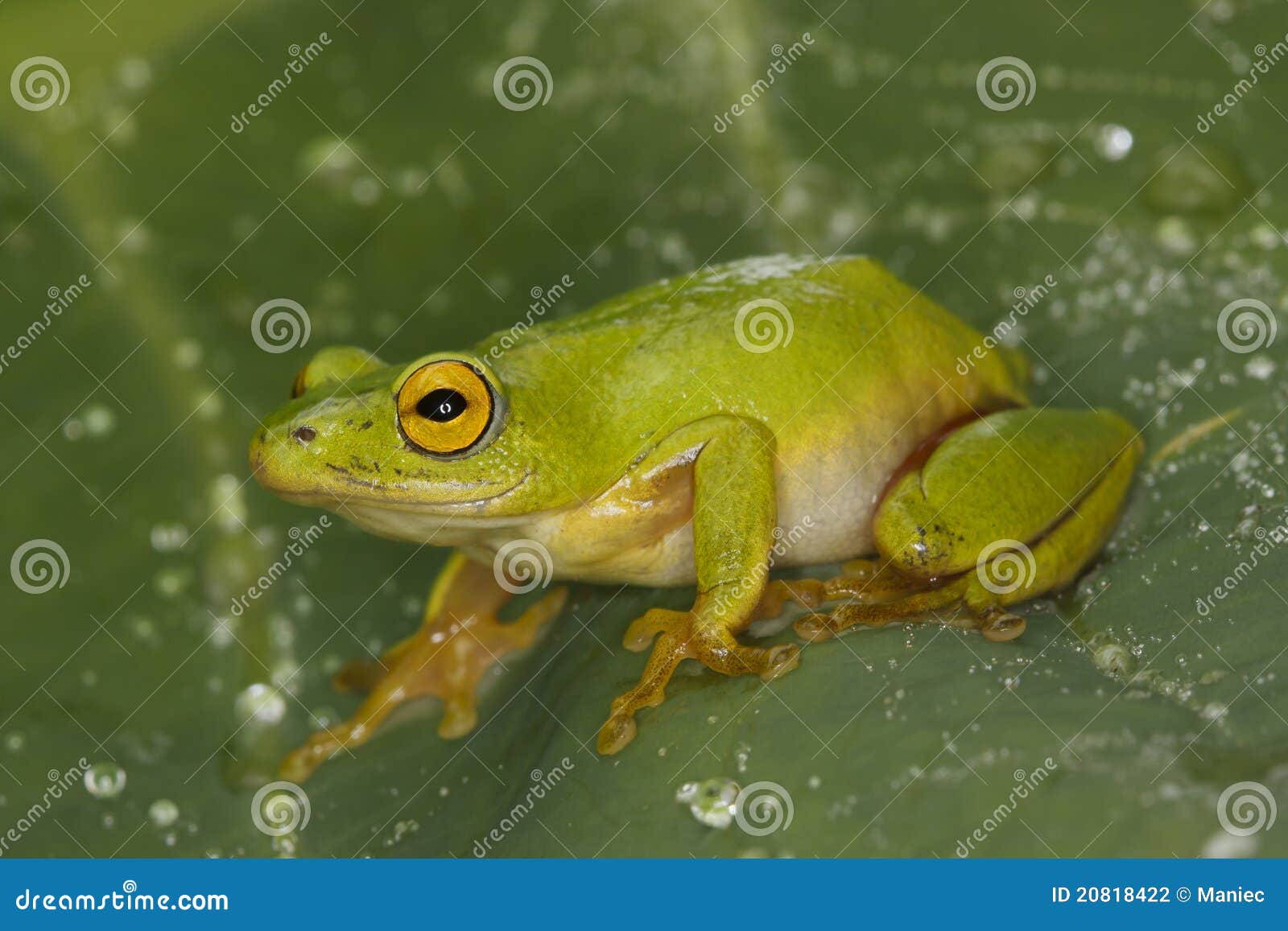 Tinker Reed Frog stock photo. Image of nocturnal, nature - 20818422