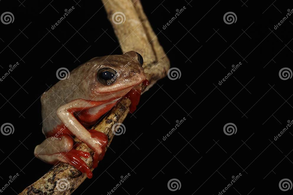 Tinker Reed Frog stock photo. Image of amphibian, eyes - 26061052