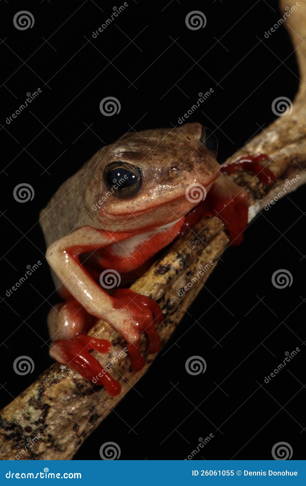 Tinker Reed Frog stock image. Image of amphibian, america - 26061055