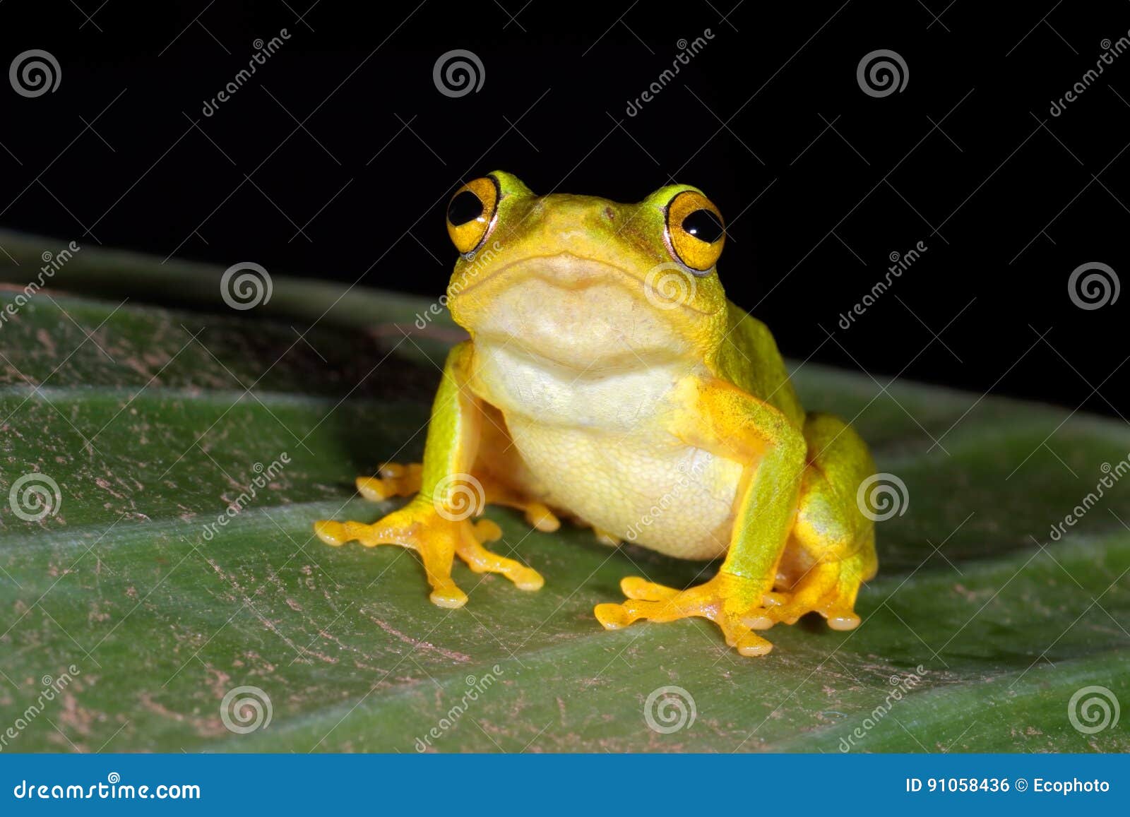 Clear Reed Tree Frog