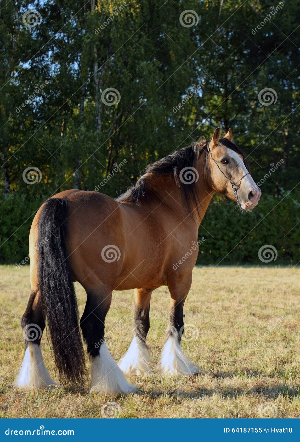 Tinker Traveller Pony in Evening Pasture Stock Image - Image of long ...