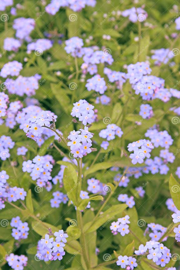 Tinkerbell foto de archivo. Imagen de azul, prado, cubo - 37823752