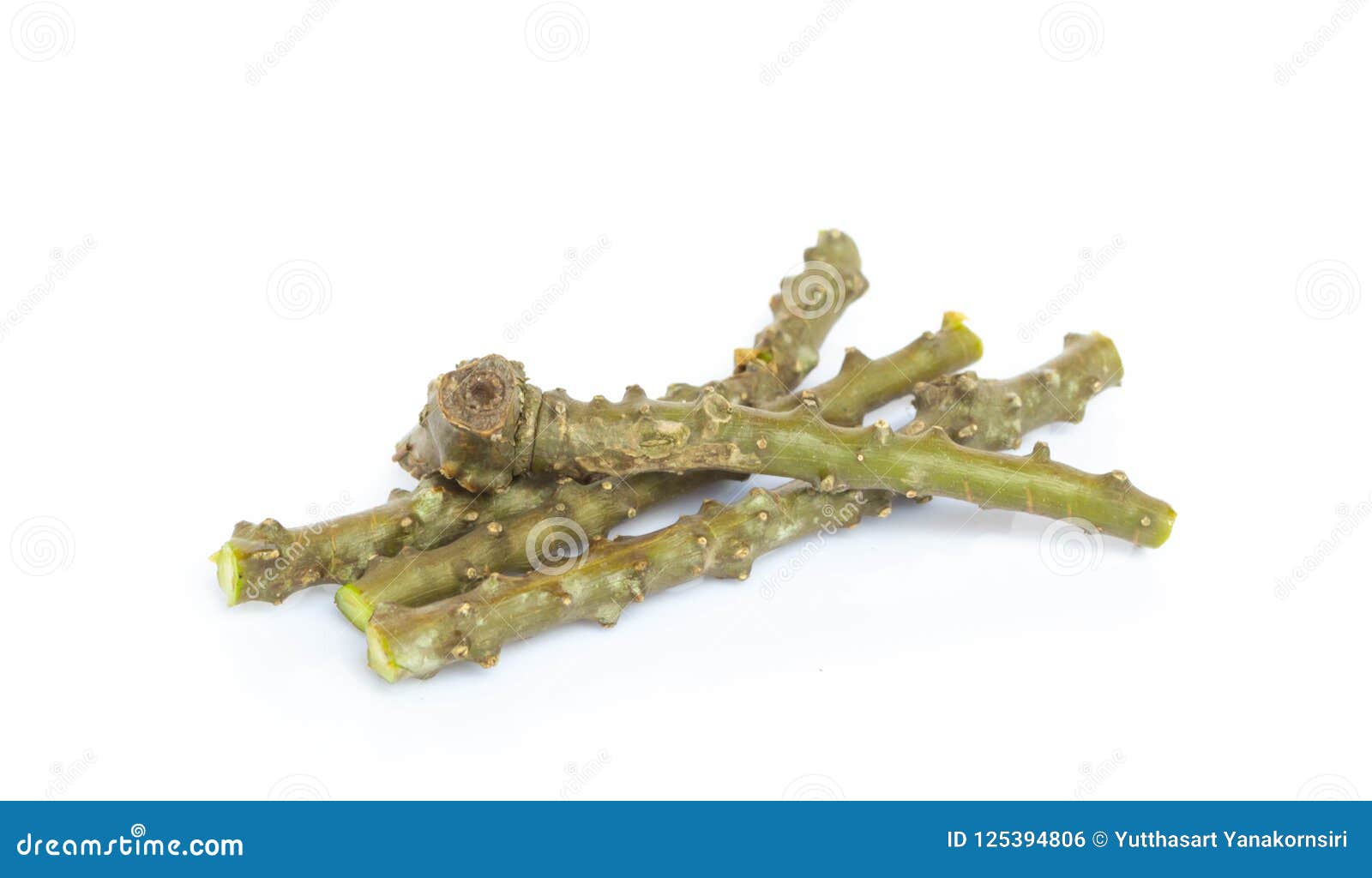 Tinospora Cordifolia Herb Isolated on White Background Stock Photo ...