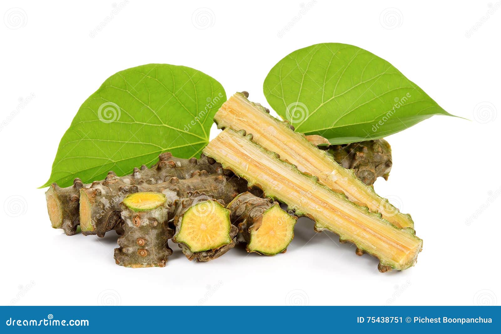 Tinospora Cordifolia Herb Isolated Stock Image - Image of leave, brown ...