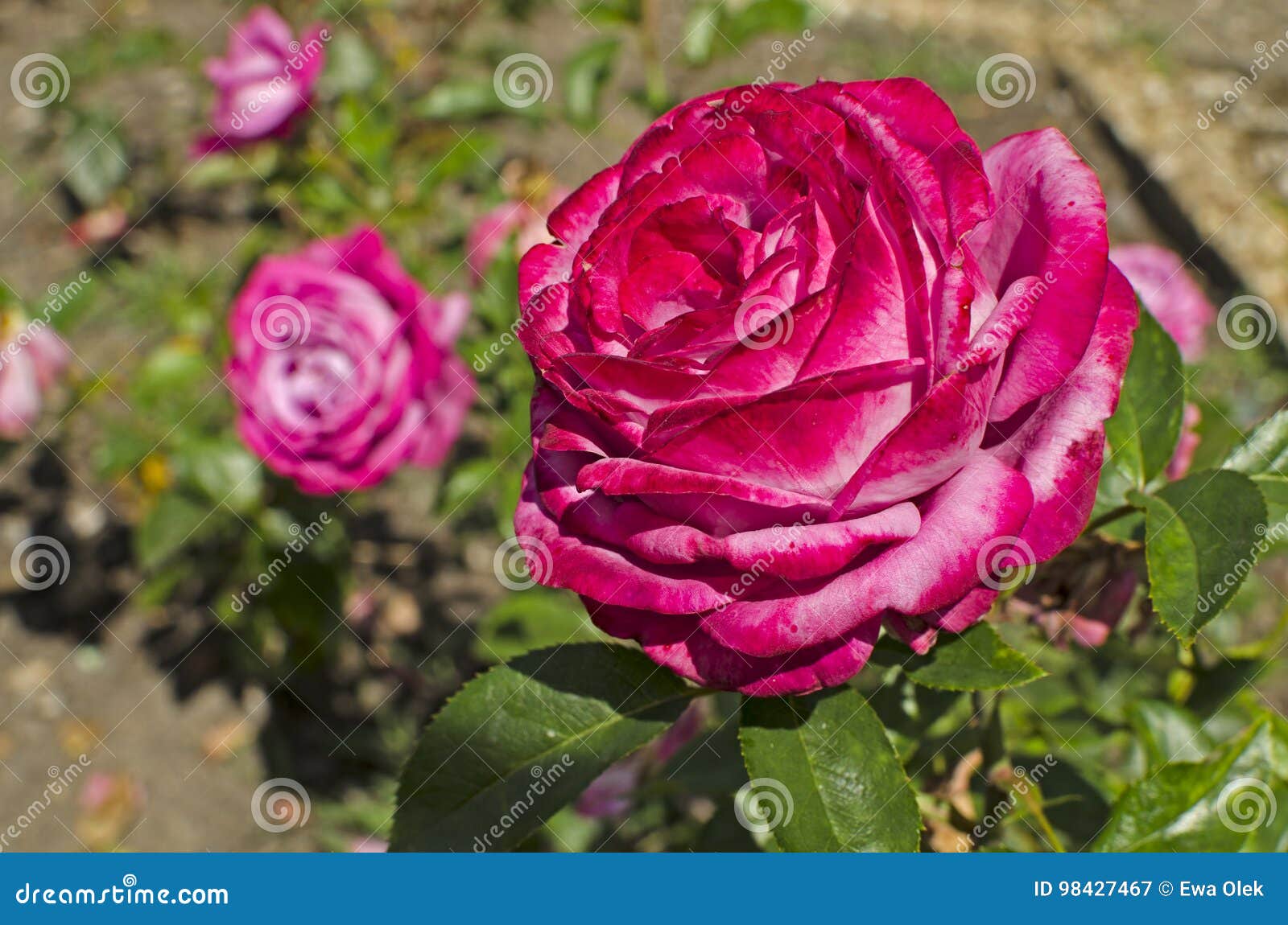 A Tinted Dark Pink Rose on a Flower Bed Stock Image - Image of rose ...