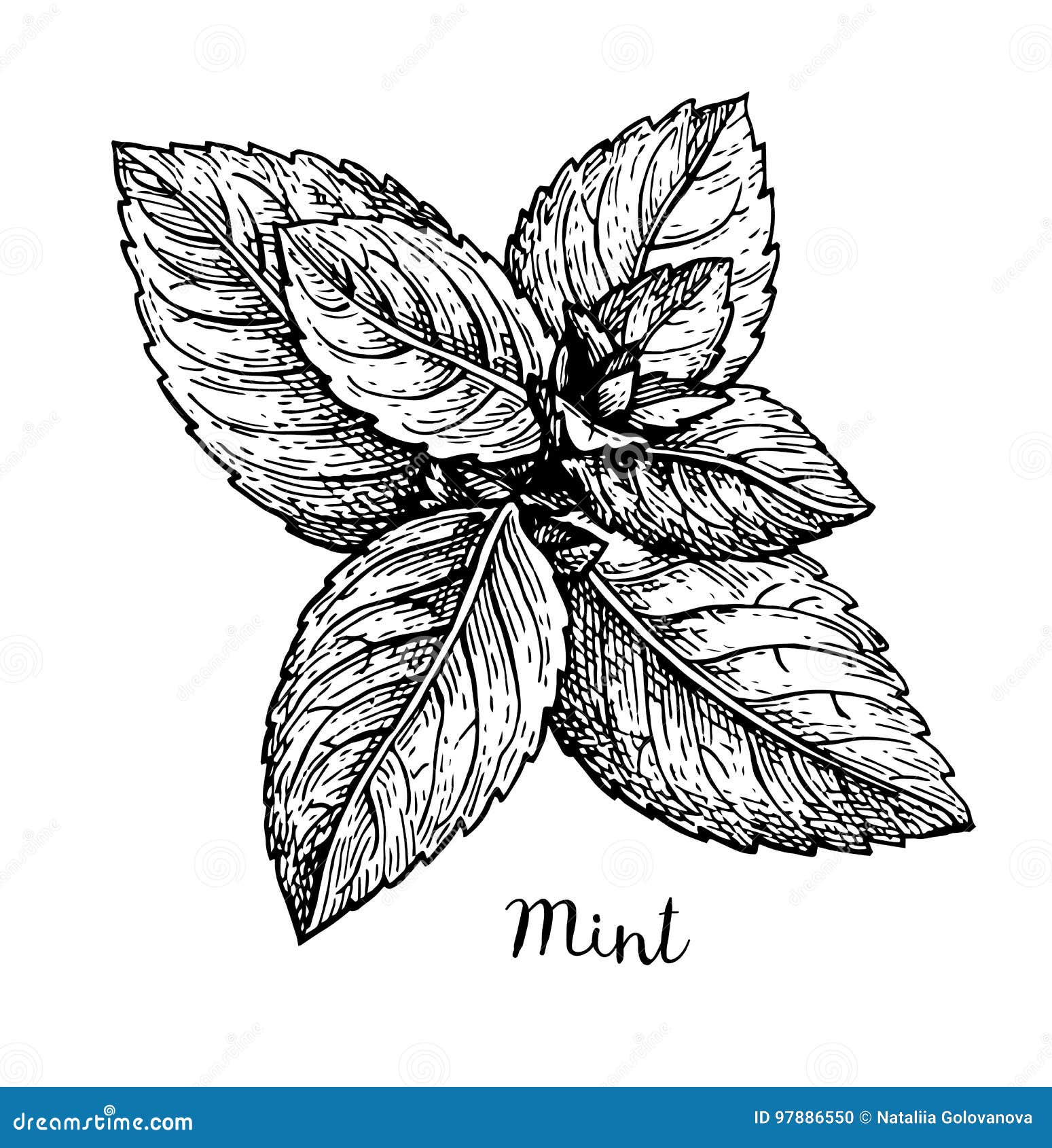 Tintenskizze der Minze vektor abbildung. Illustration von verzierung ...