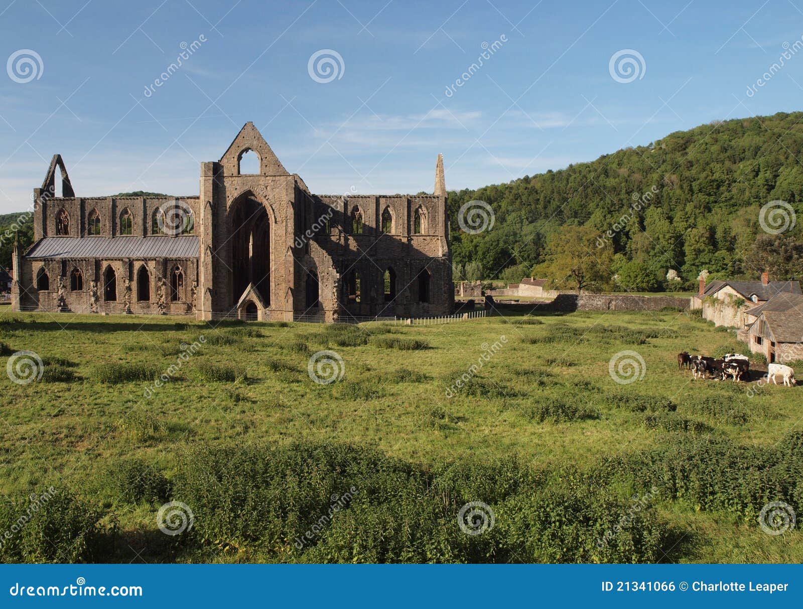 Tintern Abbey landscape stock photo. Image of architectural - 21341066