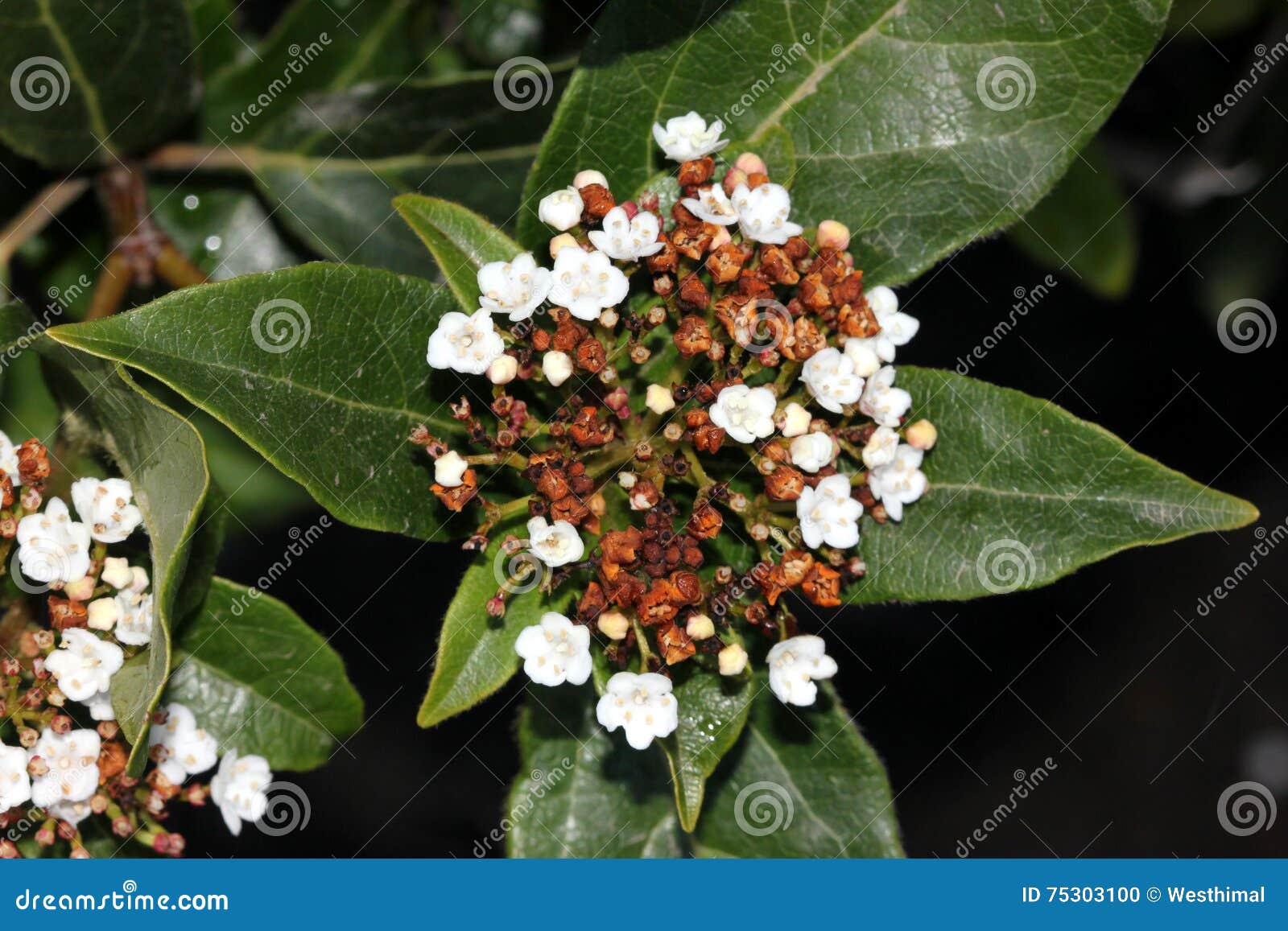 Tinus Del Viburnum, Laurustinus, Laurestine Foto de archivo - Imagen de ...