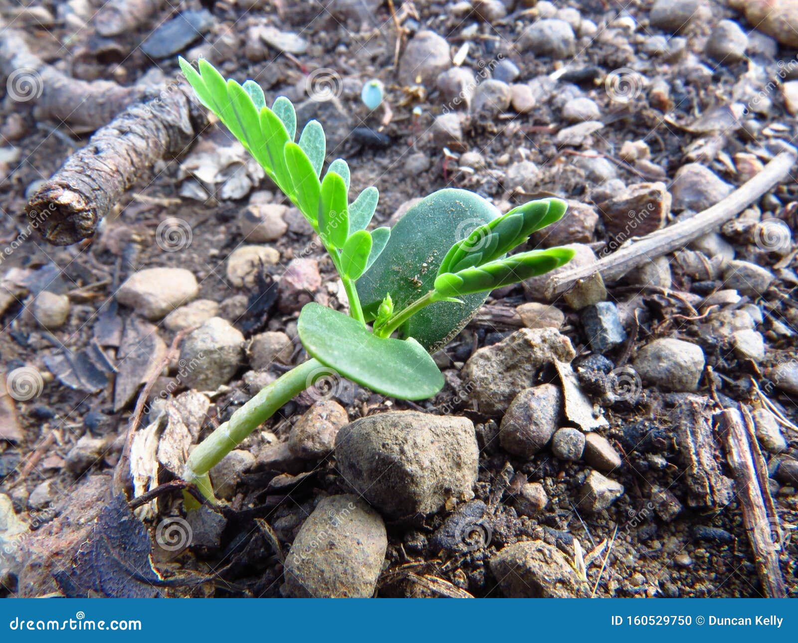 A Tiny Acacia Tree Seedling Close Up Stock Photo - Image of african ...