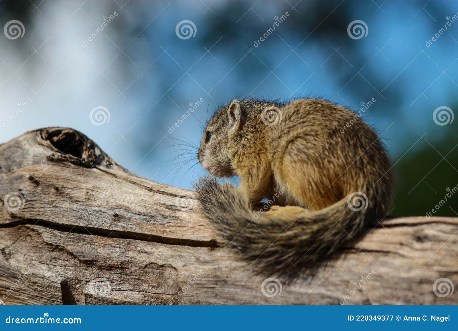 A Tiny African Tree Squirrel Looking into the Blue Sky from a Branch ...