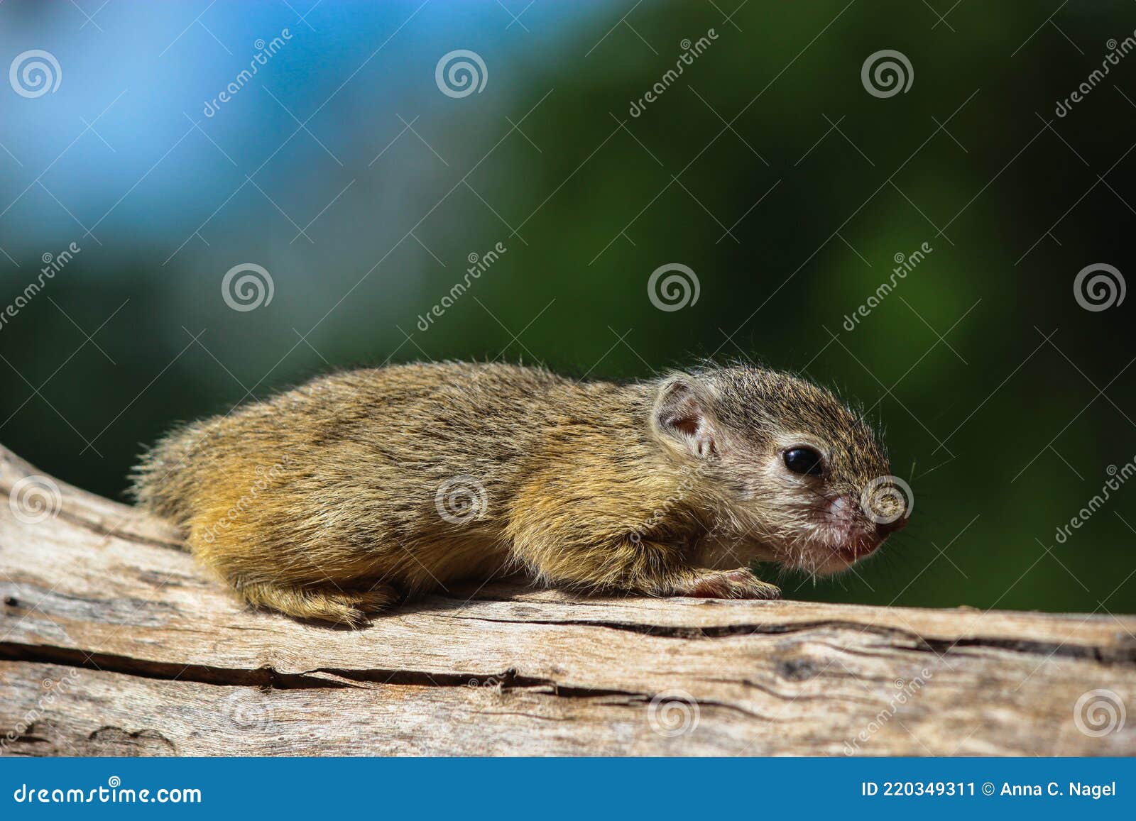 A Tiny African Tree Squirrel Resting on a Branch. Stock Image - Image ...