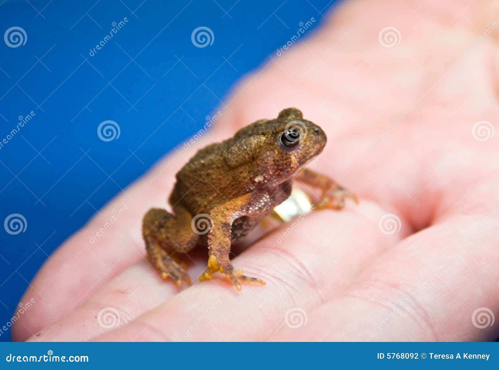 Tiny American Toad stock photo. Image of east, northern - 5768092
