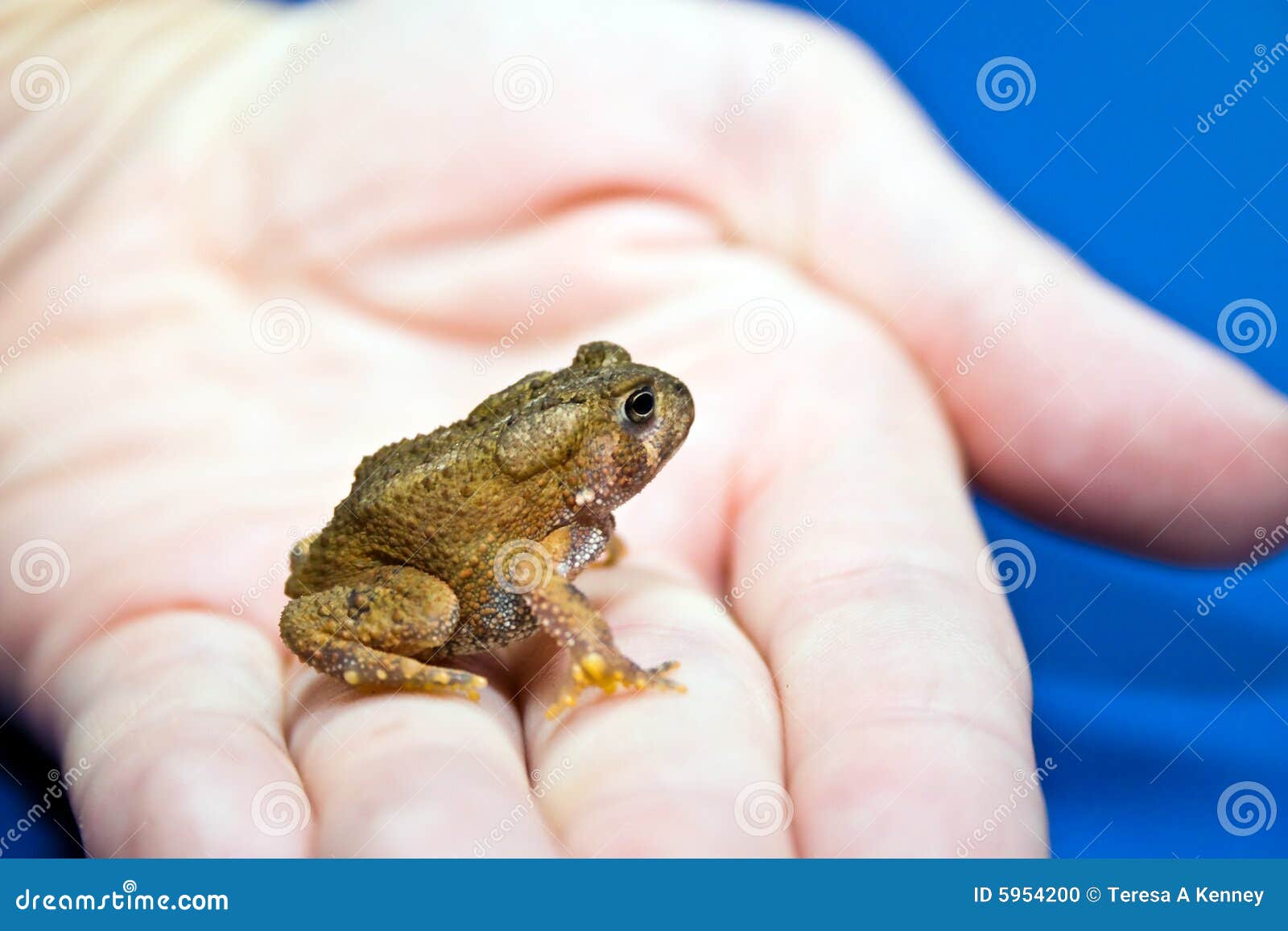 Cute Baby Toads
