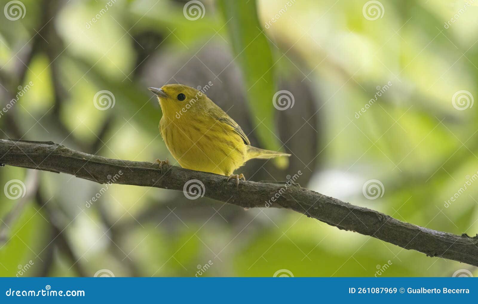 Tiny American Yellow Warbler Setophaga Petechia Stock Image - Image of ...