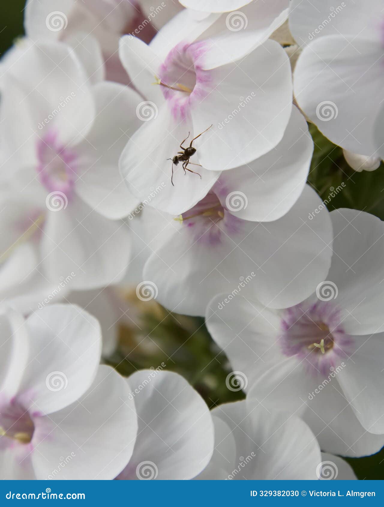 Tiny Ant Exploring White Phlox Flowers Stock Photo - Image of centers ...