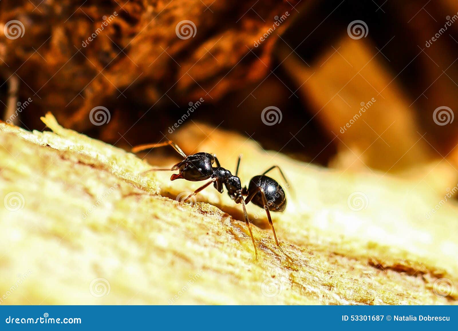 Tiny ant stock image. Image of insect, macro, wild, working - 53301687