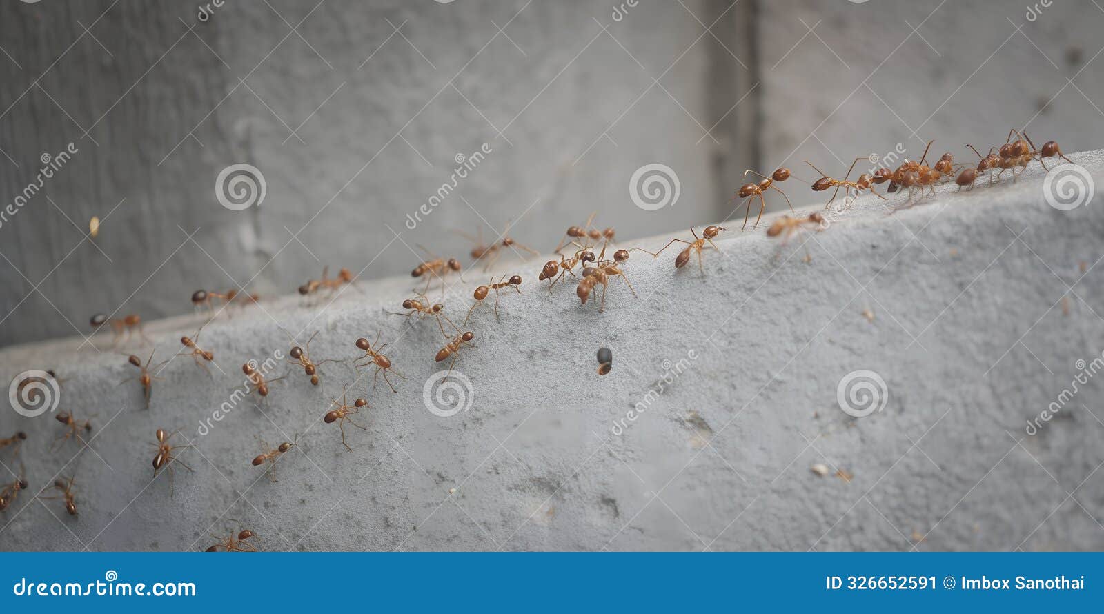 Tiny Ants Scurrying Up and Down the Gray Concrete Wall Creative AI ...