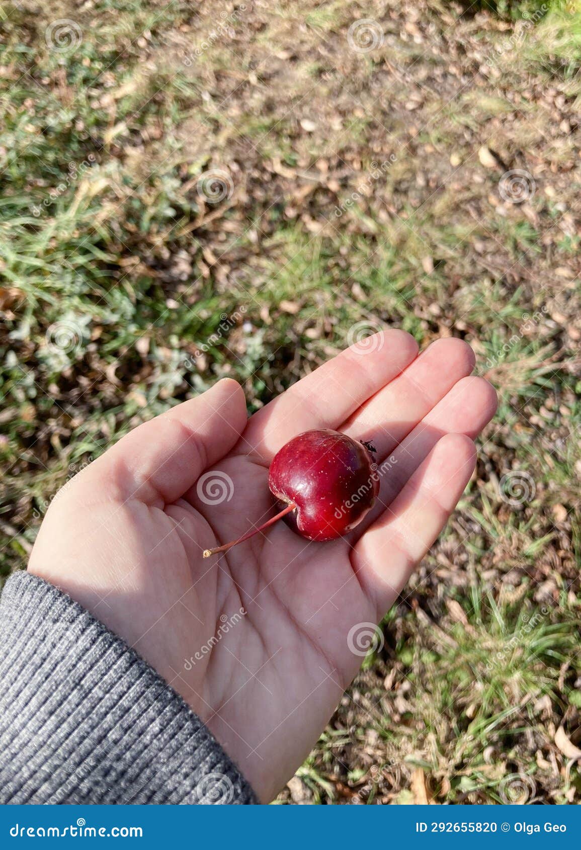 A Tiny Apple Lies in the Palm of Your Hand Stock Photo - Image of ...