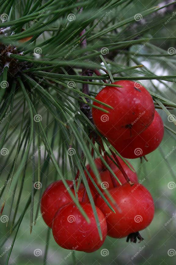 Tiny apples stock photo. Image of fruit, forest, nature - 128494282