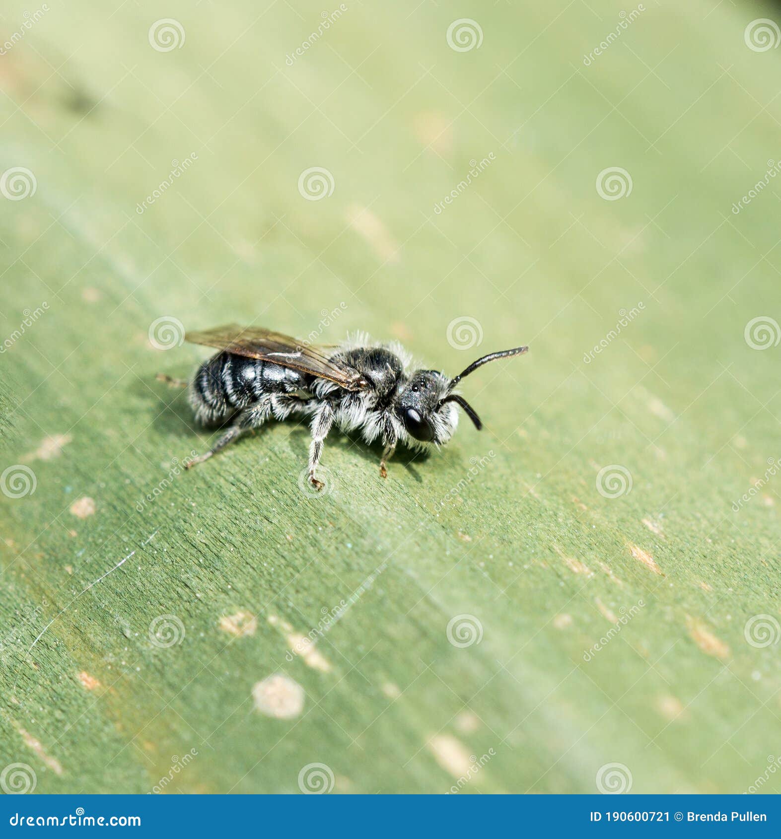 Tiny Ashy Mining Bee Up Close Stock Image - Image of nests, kent: 190600721