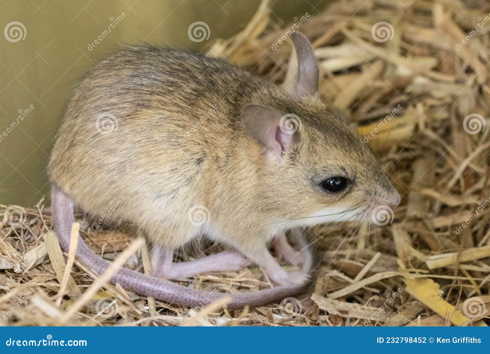 Northern Hopping Mouse