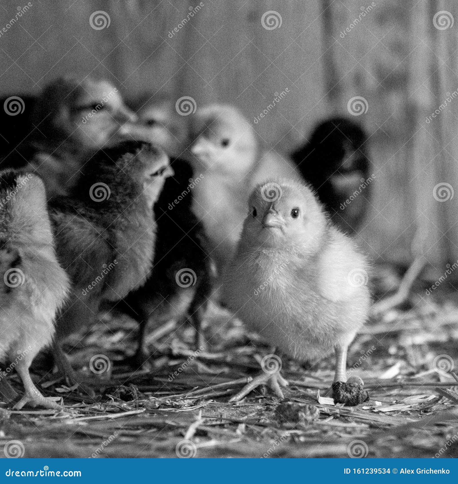 Tiny Baby Chicken in Hen House Stock Photo - Image of animal, chirp ...