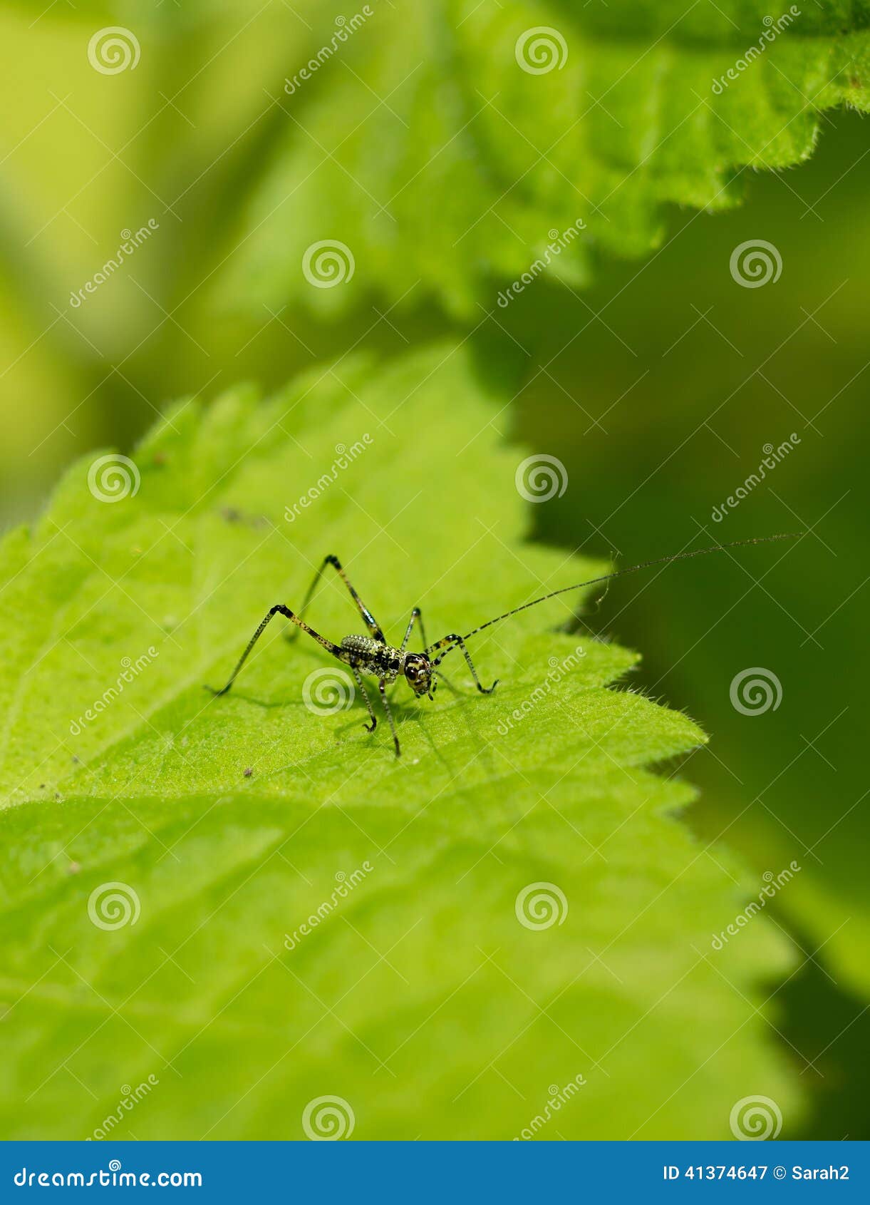 Tiny Baby Cricket Insect on Leaf - Phaneroptera, Katydid Stock Image ...