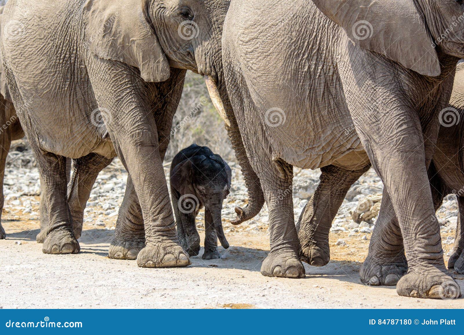 Tiny Baby Elephant Safe and Secure Stock Photo - Image of baby ...