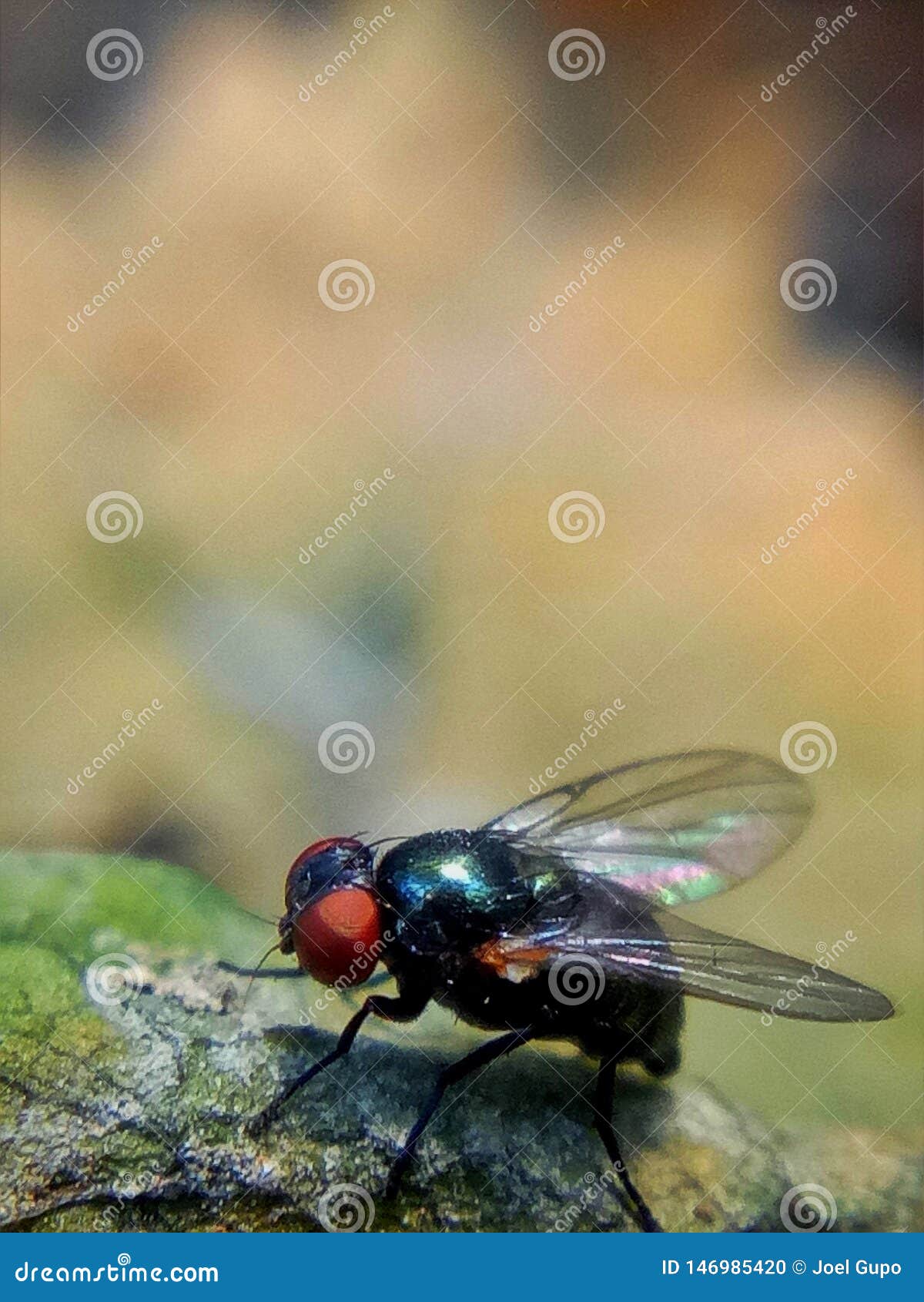 A tiny baby fly stock photo. Image of baby, small, leaf - 146985420