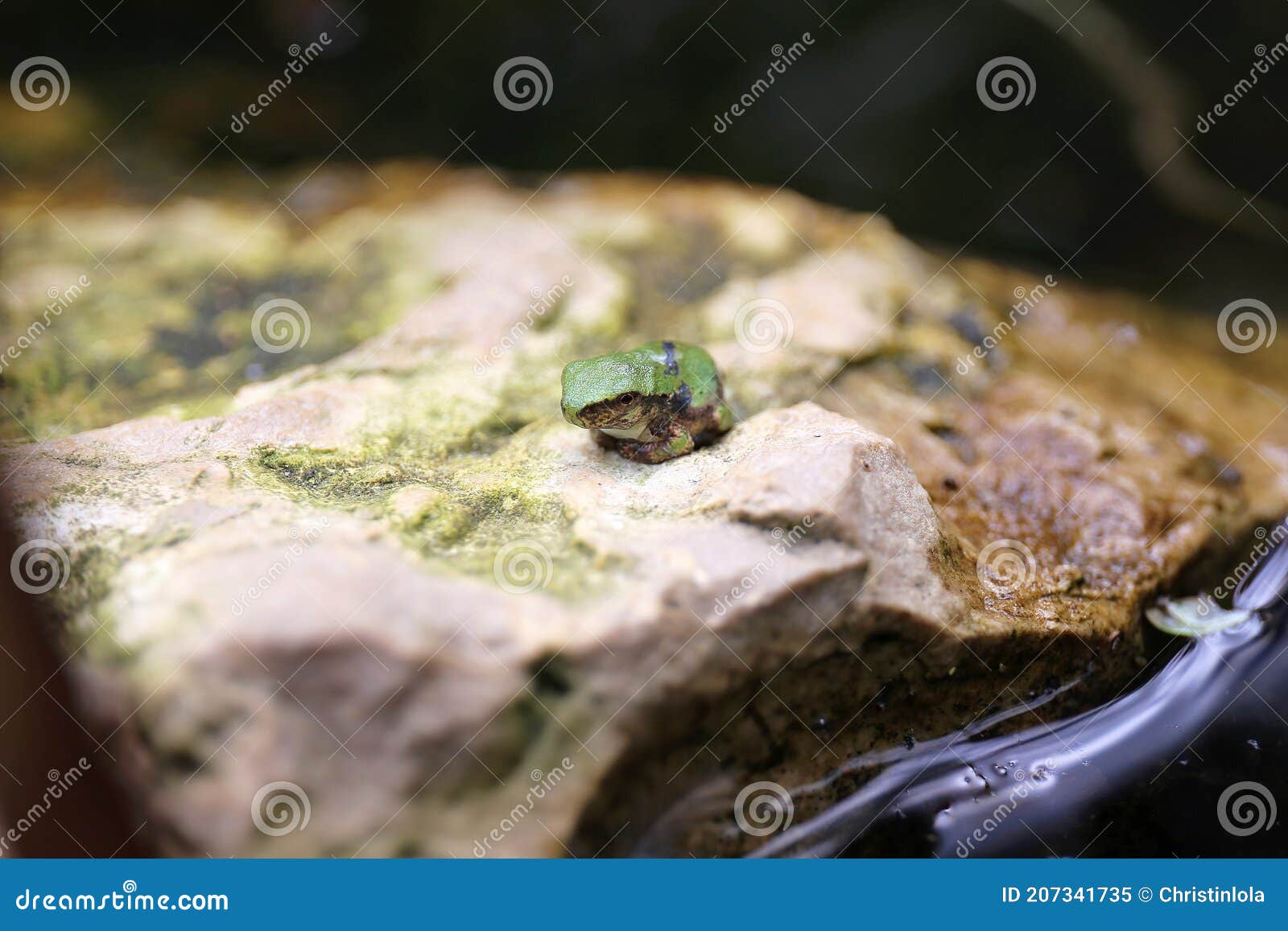 Tiny Baby Grey Tree Frog Froglet Resting on Rock in Pond Stock Image ...