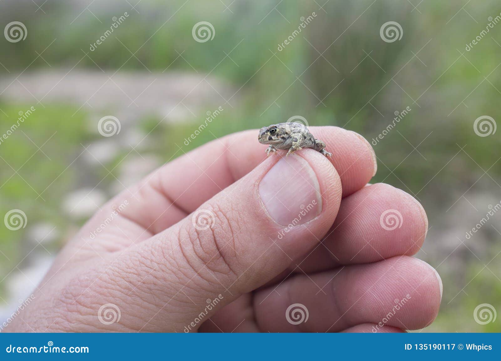 Tiny Baby Iberian Midwife Toad between Human Fingers Stock Image ...