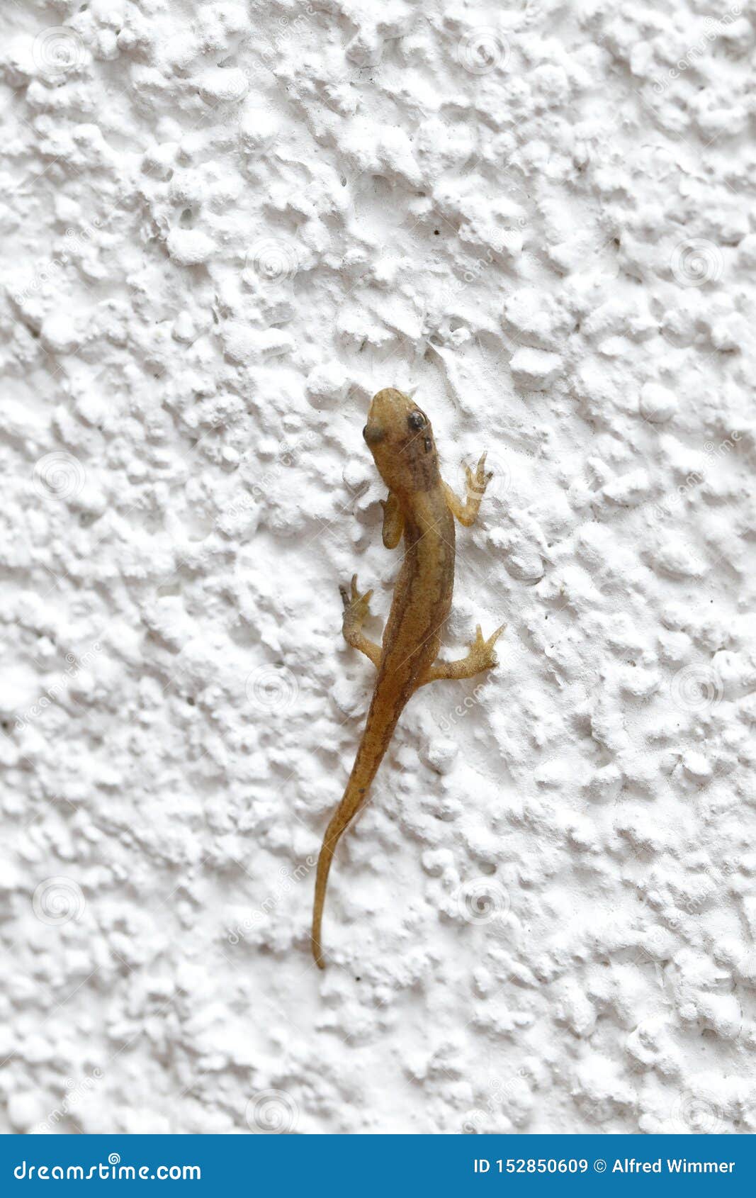 A Tiny Baby-lizard on a White Wall Stock Image - Image of babylizard ...