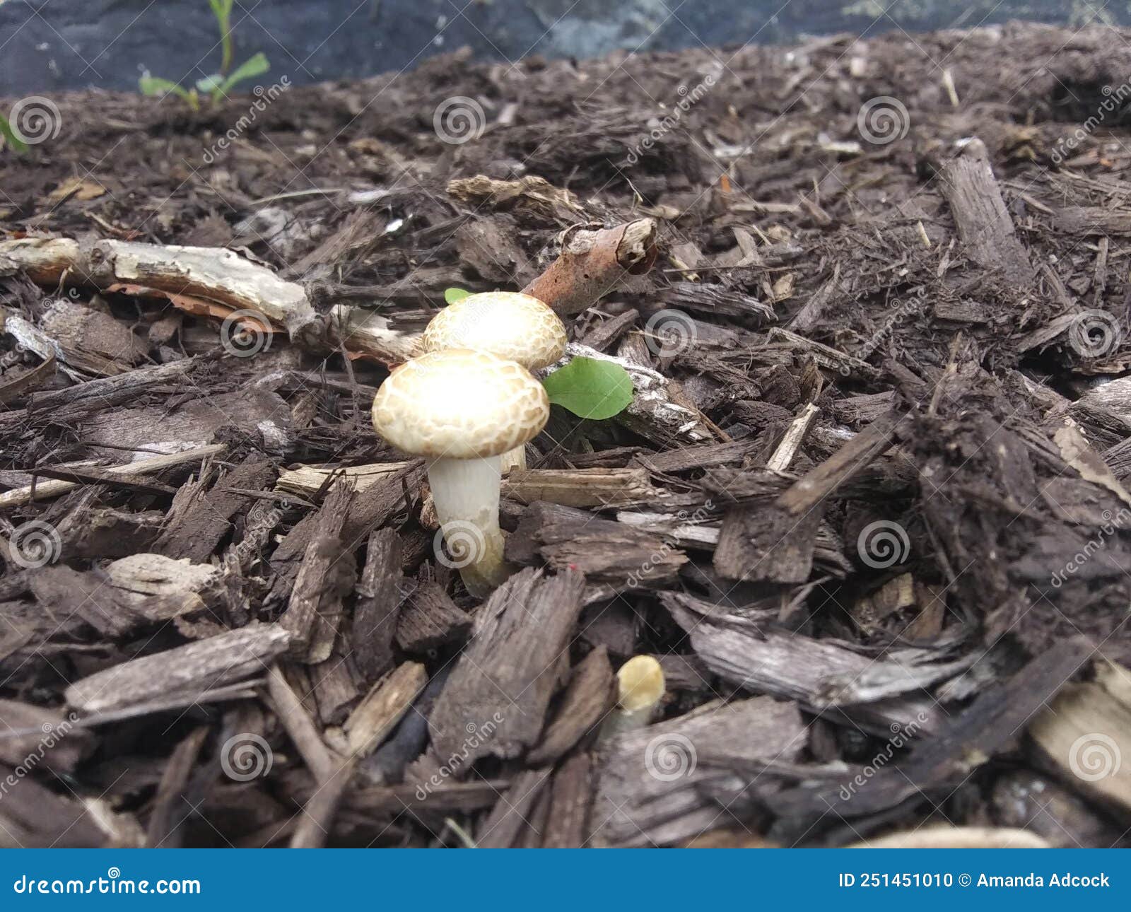 Tiny Baby Mushrooms Stock Photos - Free & Royalty-Free Stock Photos ...