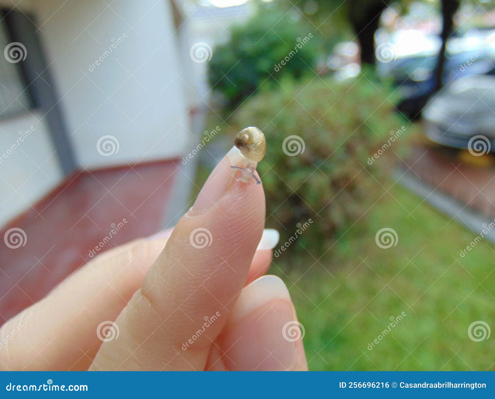Tiny baby snail 4 stock photo. Image of tree, flower - 256696216