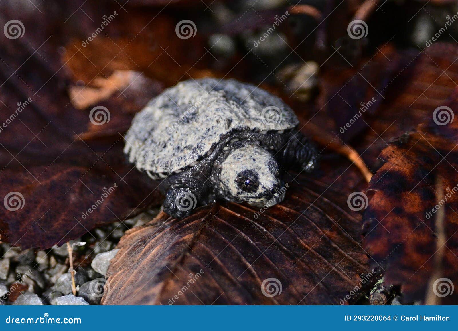 A Cute Tiny Baby Snapping Turtle Stock Photo - Image of face ...